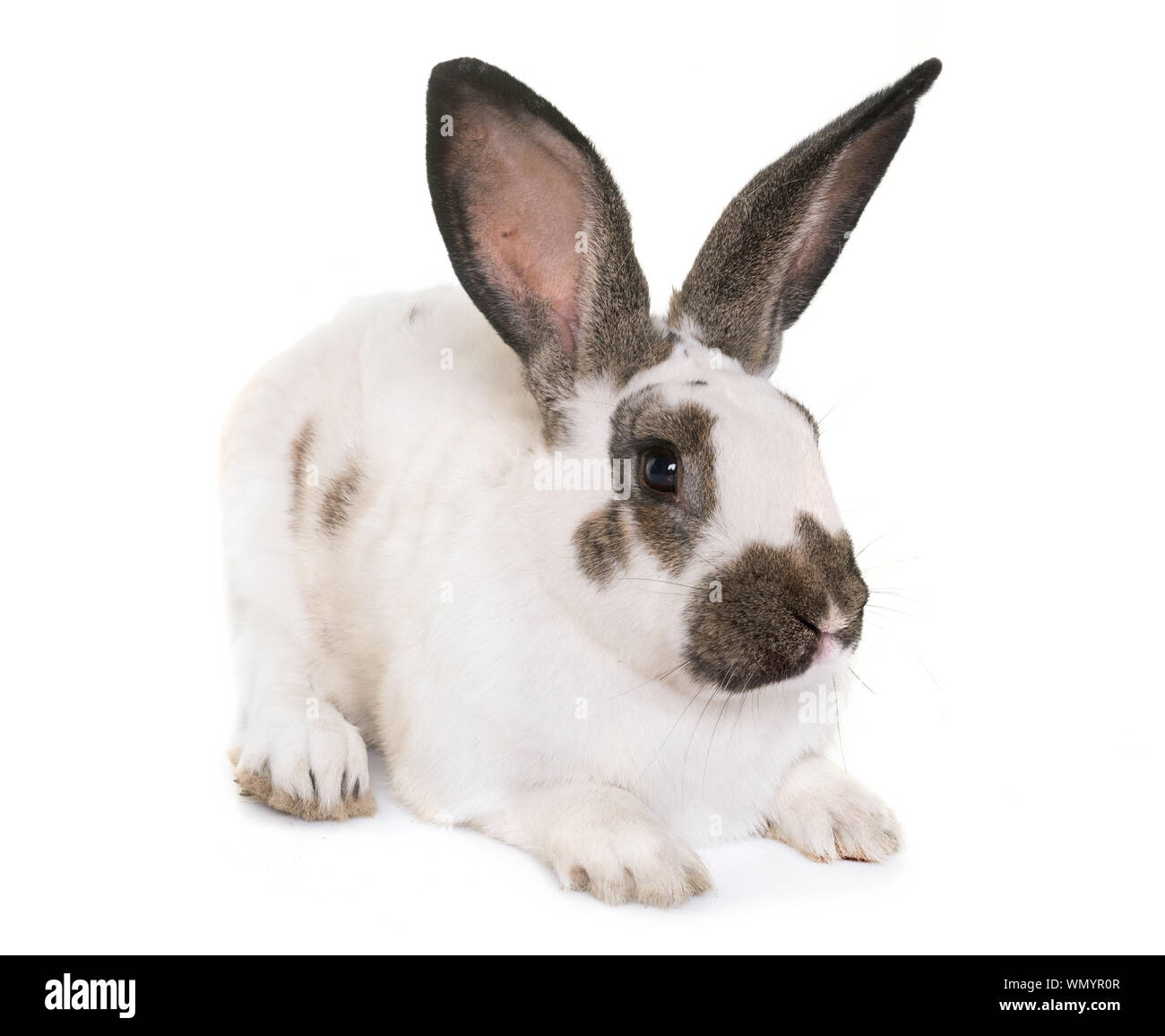 Rabbit sitting hi-res stock photography and images - Alamy