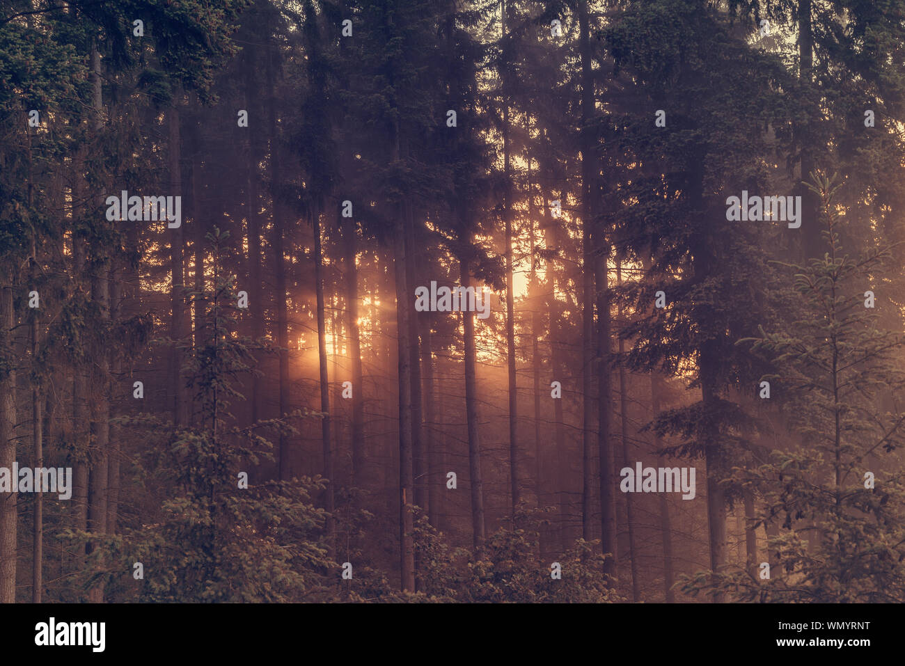 Orange teil look hi-res stock photography and images - Alamy