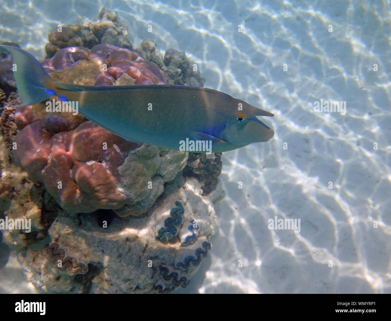 Underwater view of a unicornfish (Naso unicornis) in the Bora Bora ...