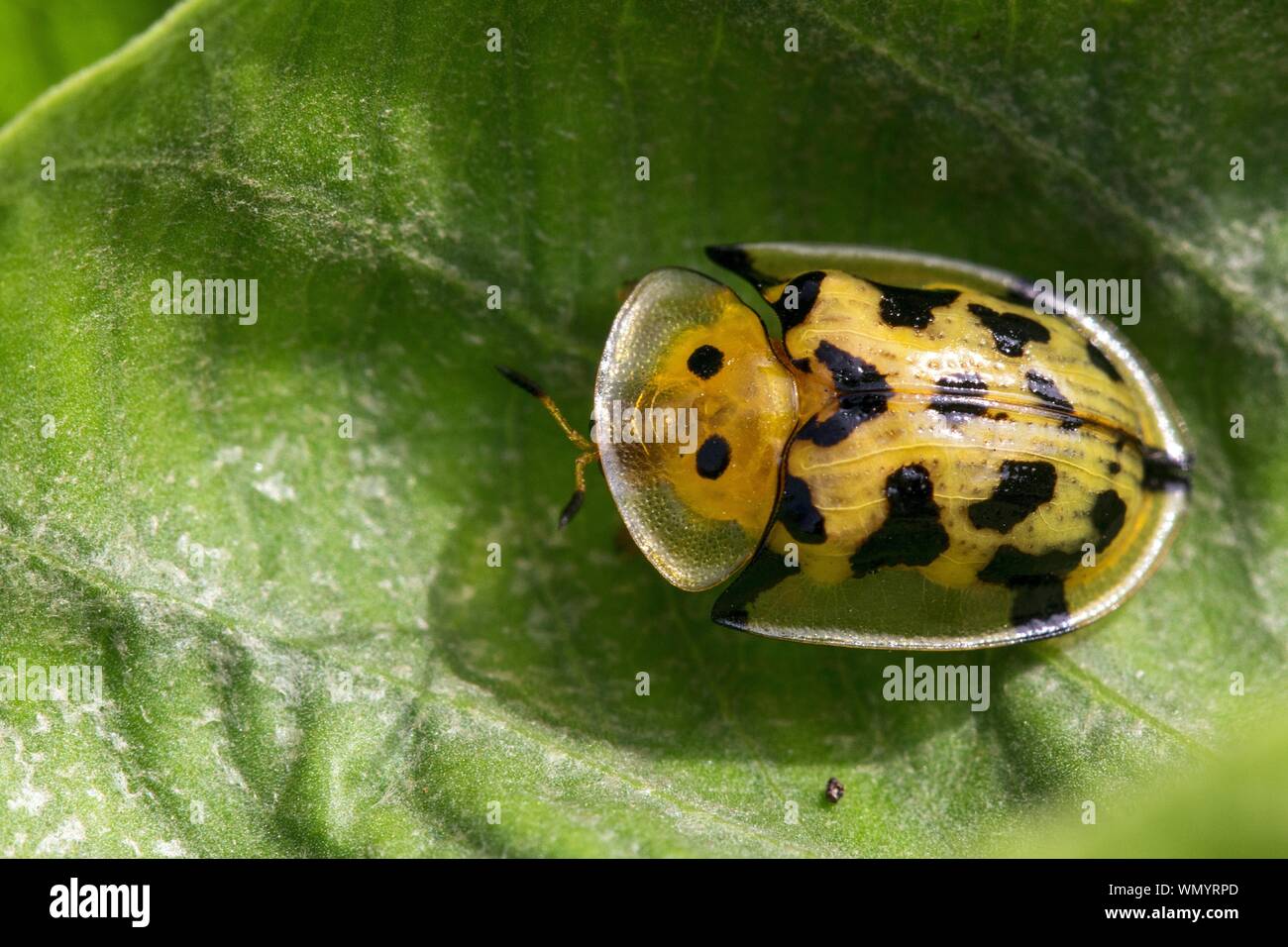 Green Tortoise Beetle High Resolution Stock Photography and Images - Alamy