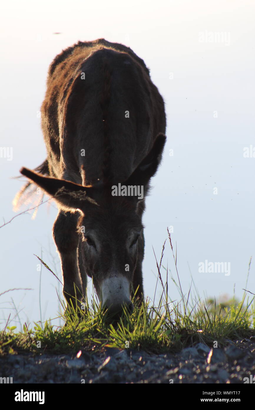 Donkey Low Angle View High Resolution Stock Photography and Images - Alamy