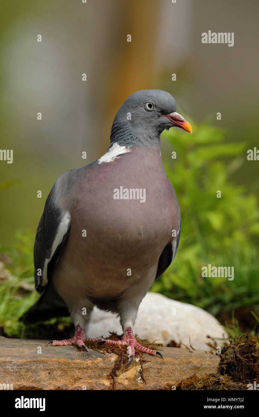 Common wood pigeon (Columba palumbus), standing on a stone on the ...