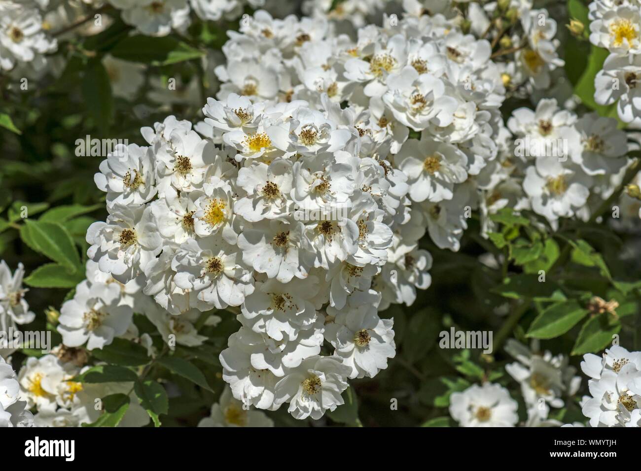 White flowering climbing Rose (Rosa), variety Rosa Rambler Niagara ...
