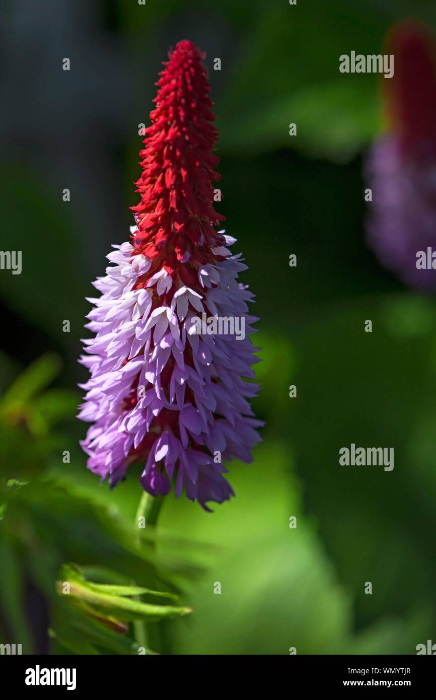 Flowering orchid primrose primula vialii hi-res stock photography and ...