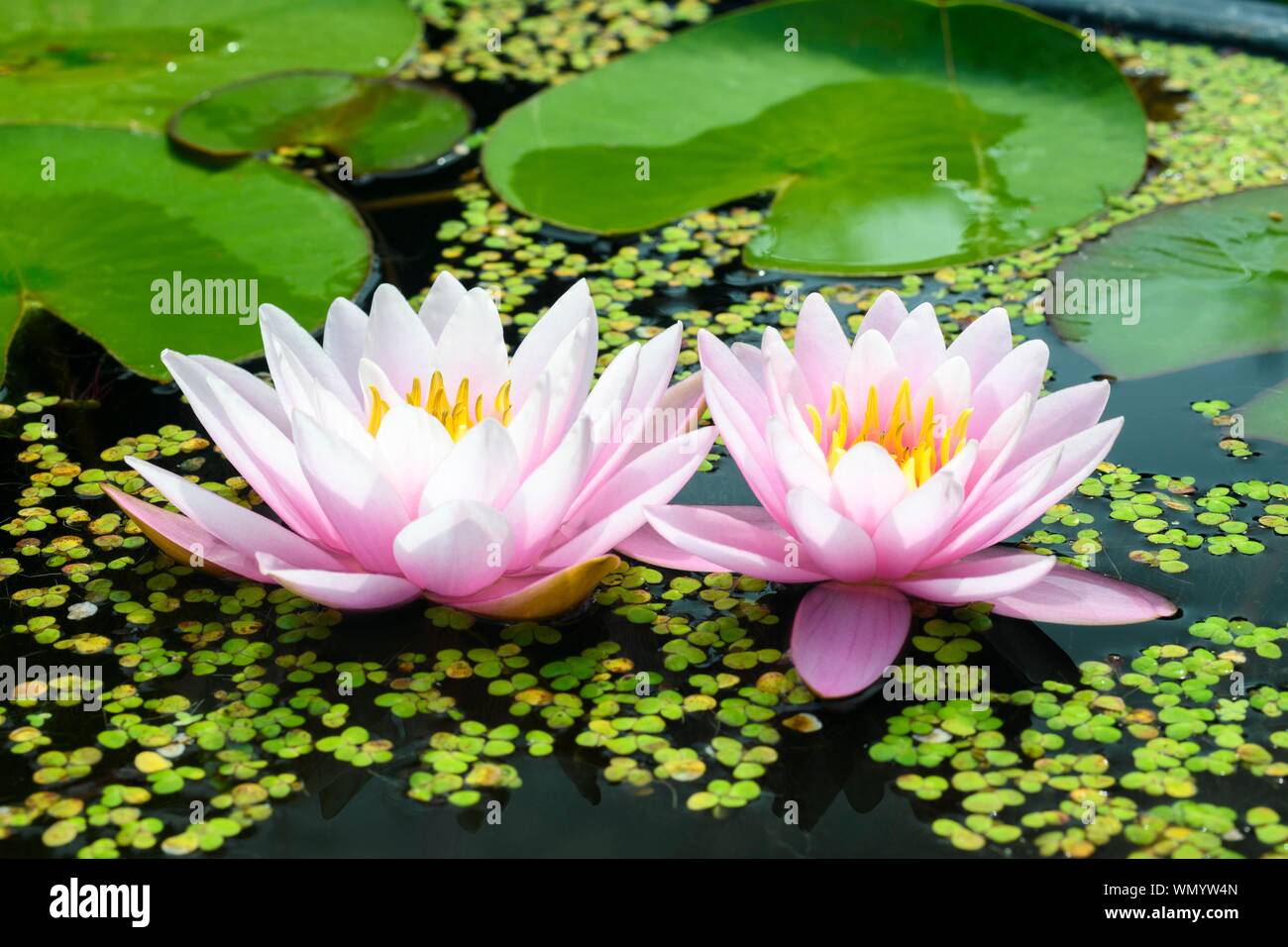 Pink water lilies (Nymphaea Pink), variety Beauty, between duckweeds ...