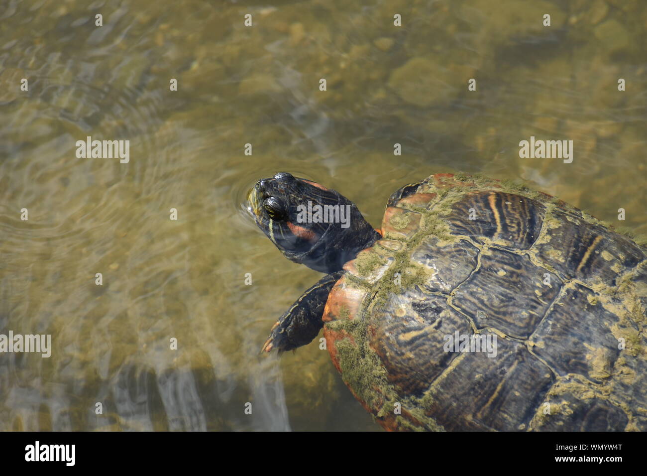 small turtle with colorful shell sticking its head out of the water ...