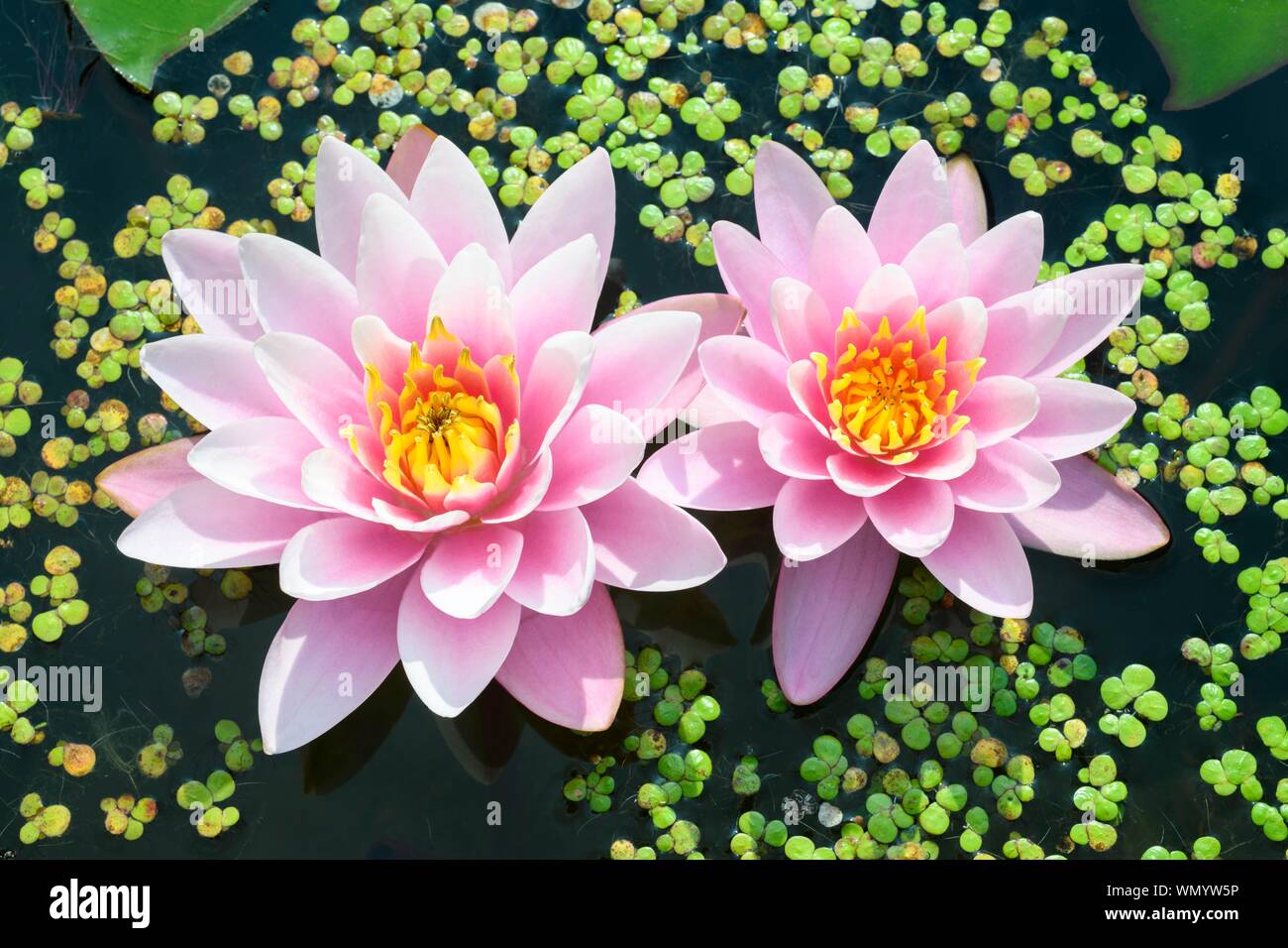 Pink water lilies (Nymphaea Pink), variety Beauty, between duckweeds ...