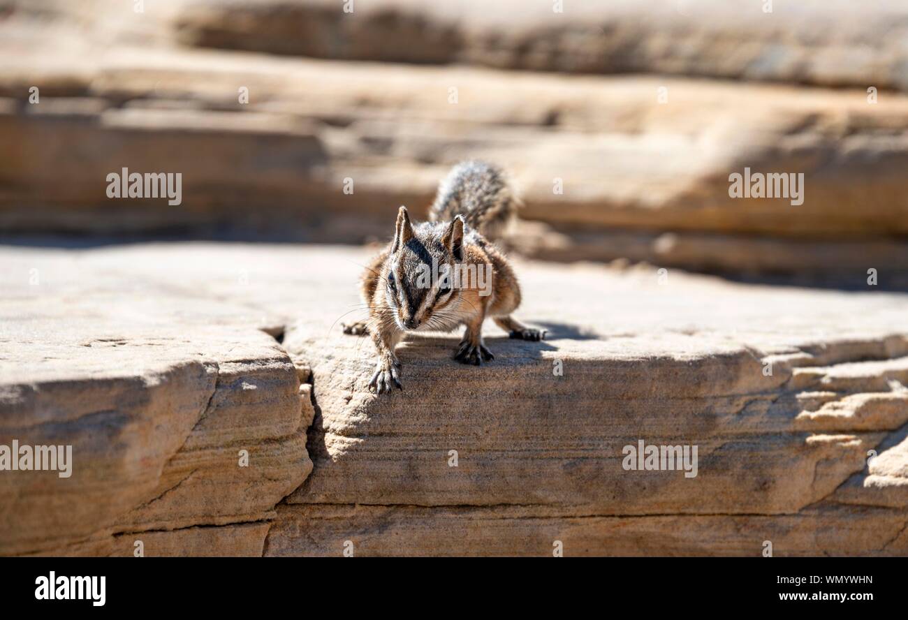 Least chipmunk neotamias minimus sits on rocks hi-res stock photography ...