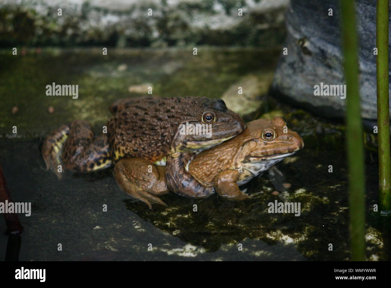 Two frogs mating hi-res stock photography and images - Alamy