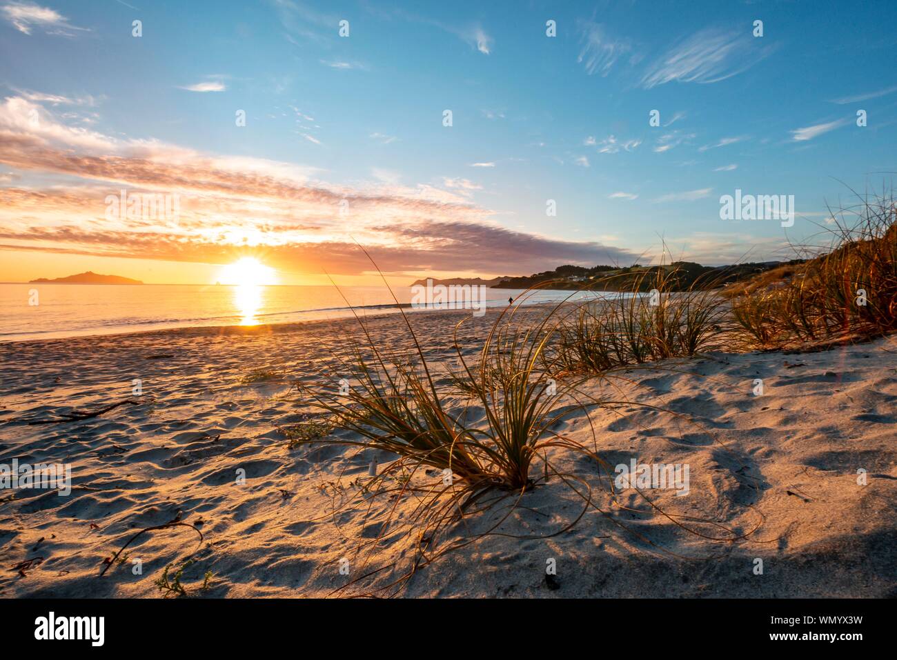 Grasses in the sand, beach Waipu Beach at sunrise, Waipu Cove ...