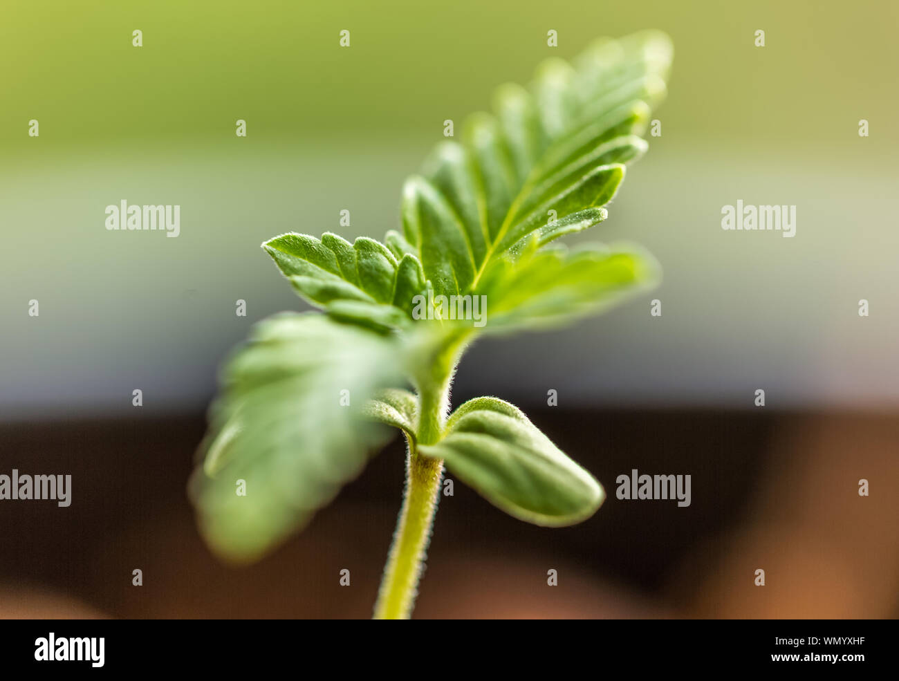 Hemp color hi-res stock photography and images - Alamy