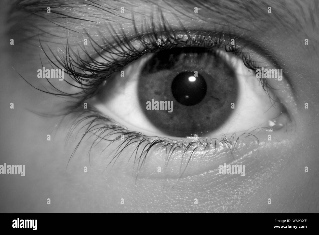 Iris macro eye Black and White Stock Photos & Images - Alamy