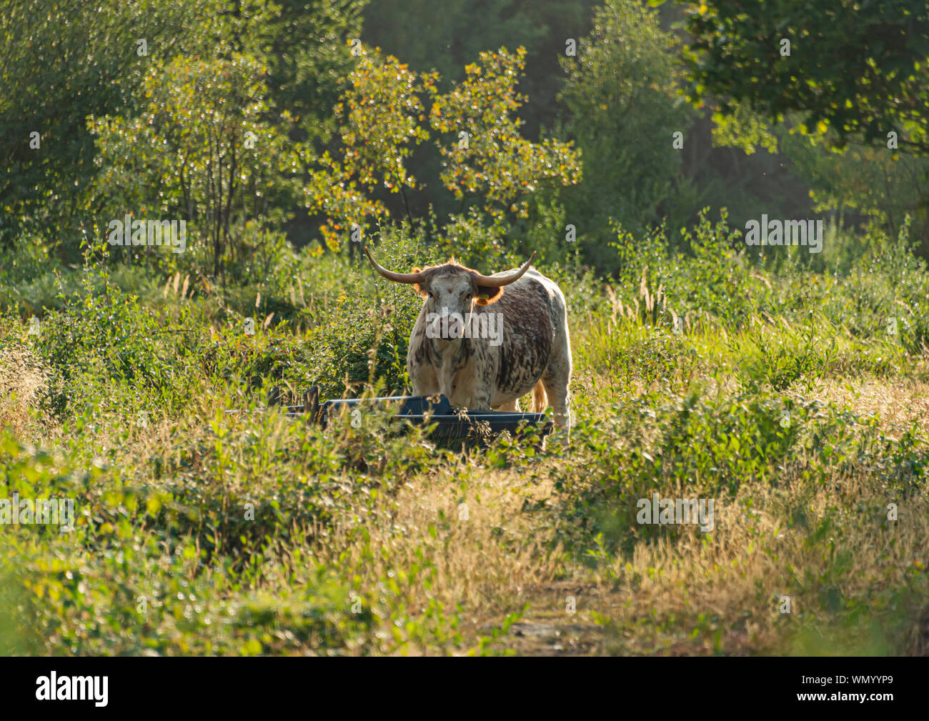 Cow in sunshine Stock Photo - Alamy