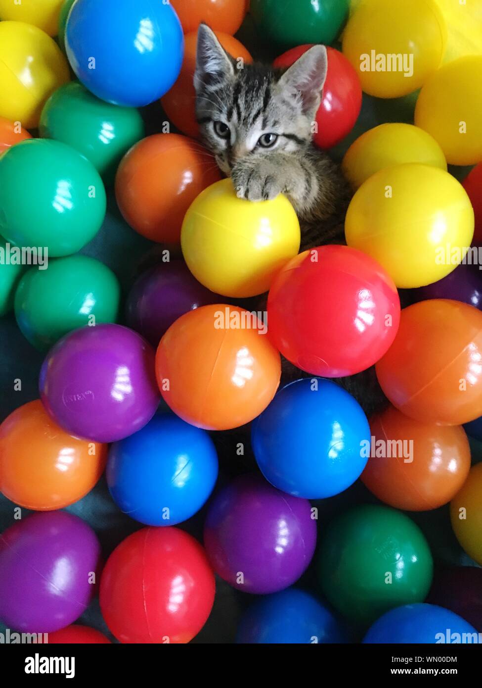 Multi colored kitten hi-res stock photography and images - Alamy