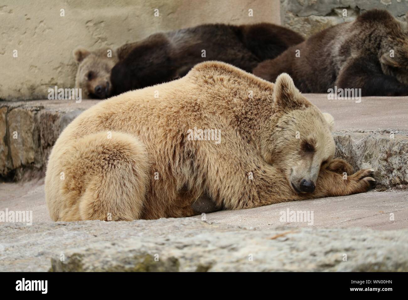 Brown Bear Sleeping High Resolution Stock Photography and Images - Alamy
