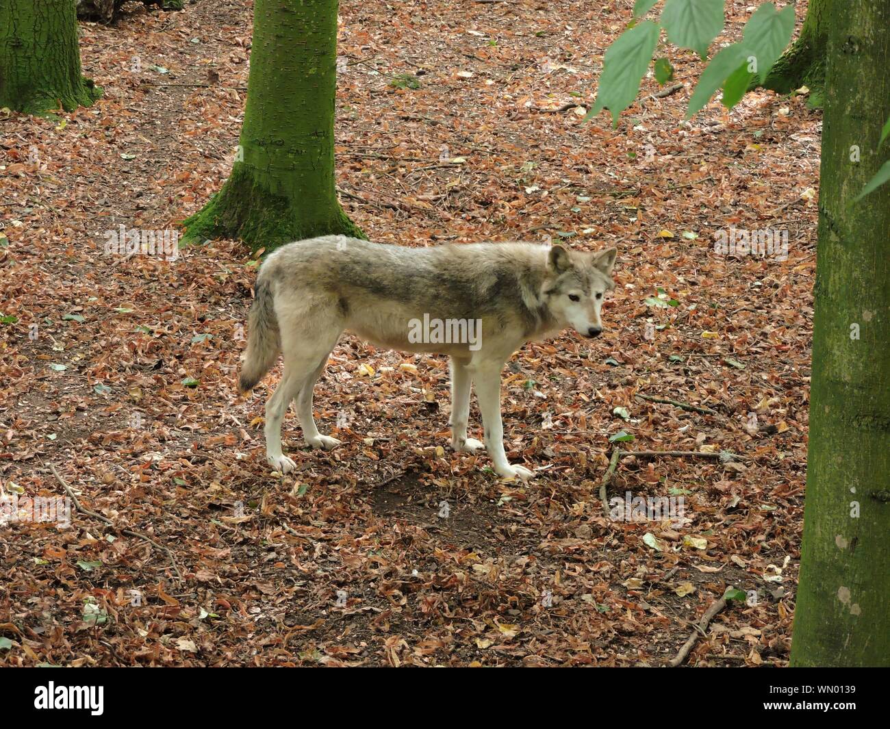 Standing wolf hi-res stock photography and images - Alamy