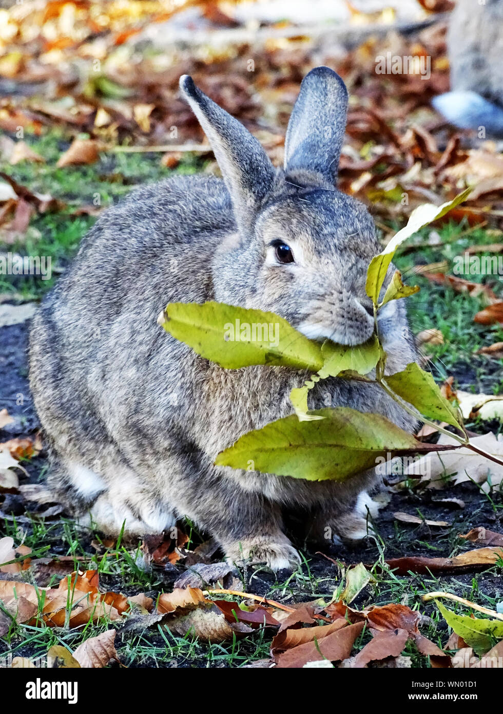 Rabbit Leaves High Resolution Stock Photography and Images - Alamy