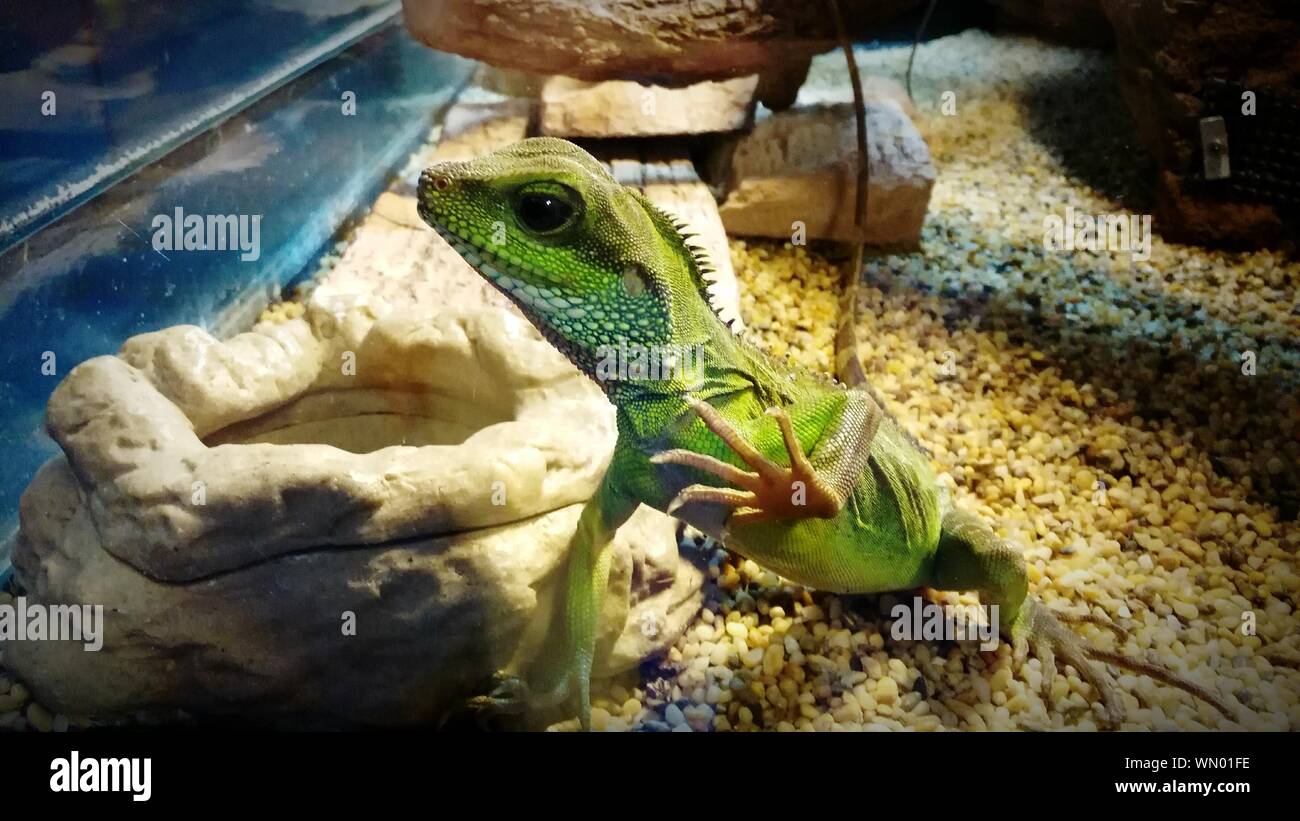 Lizard cage hi-res stock photography and images - Alamy