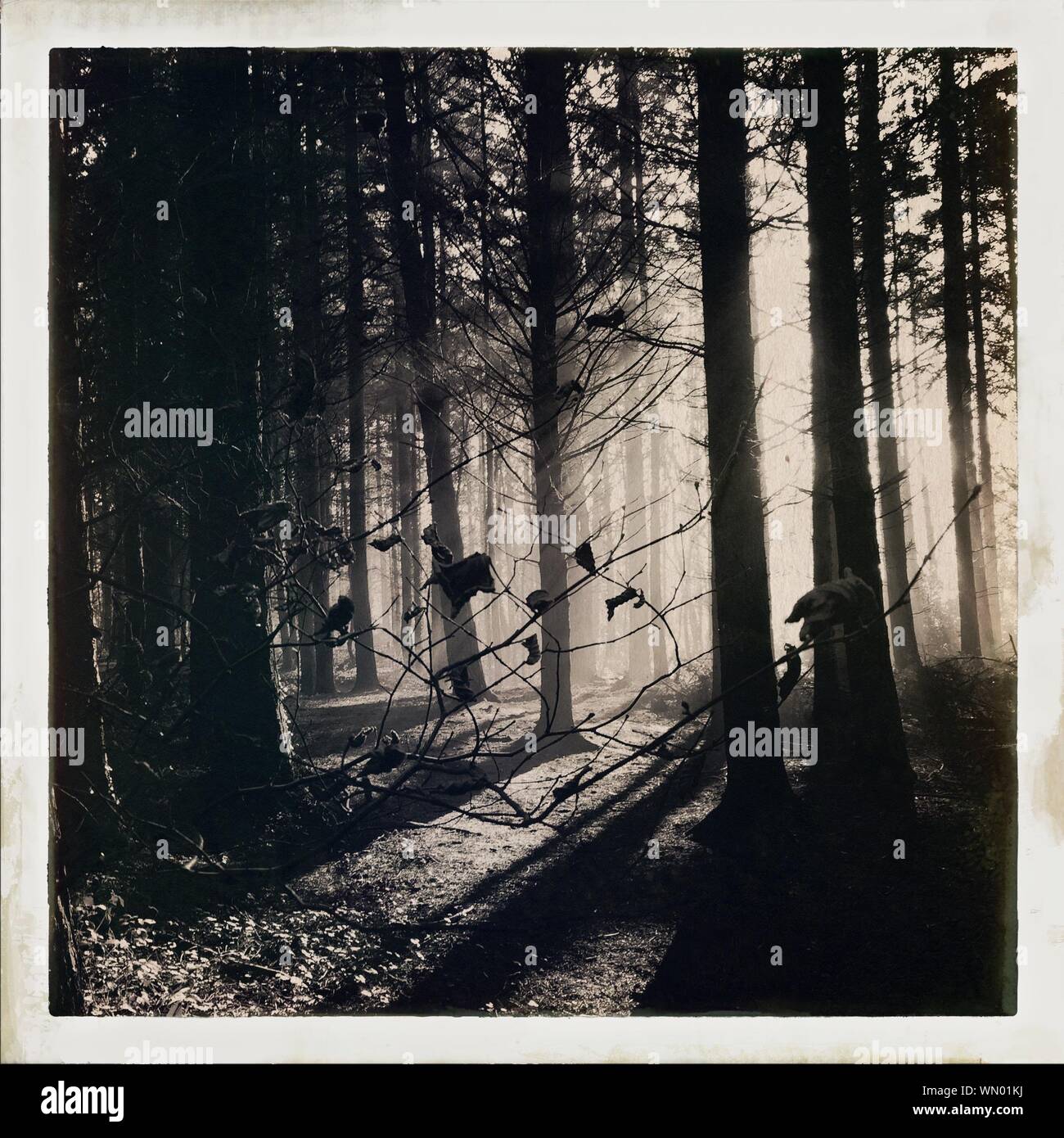 Shadow man on tree trunk hi-res stock photography and images - Alamy