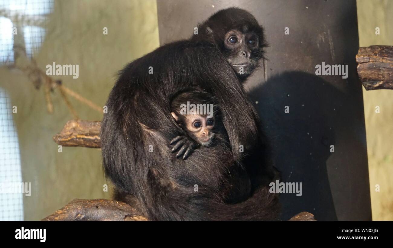 Monkeys in zoo hi-res stock photography and images - Alamy