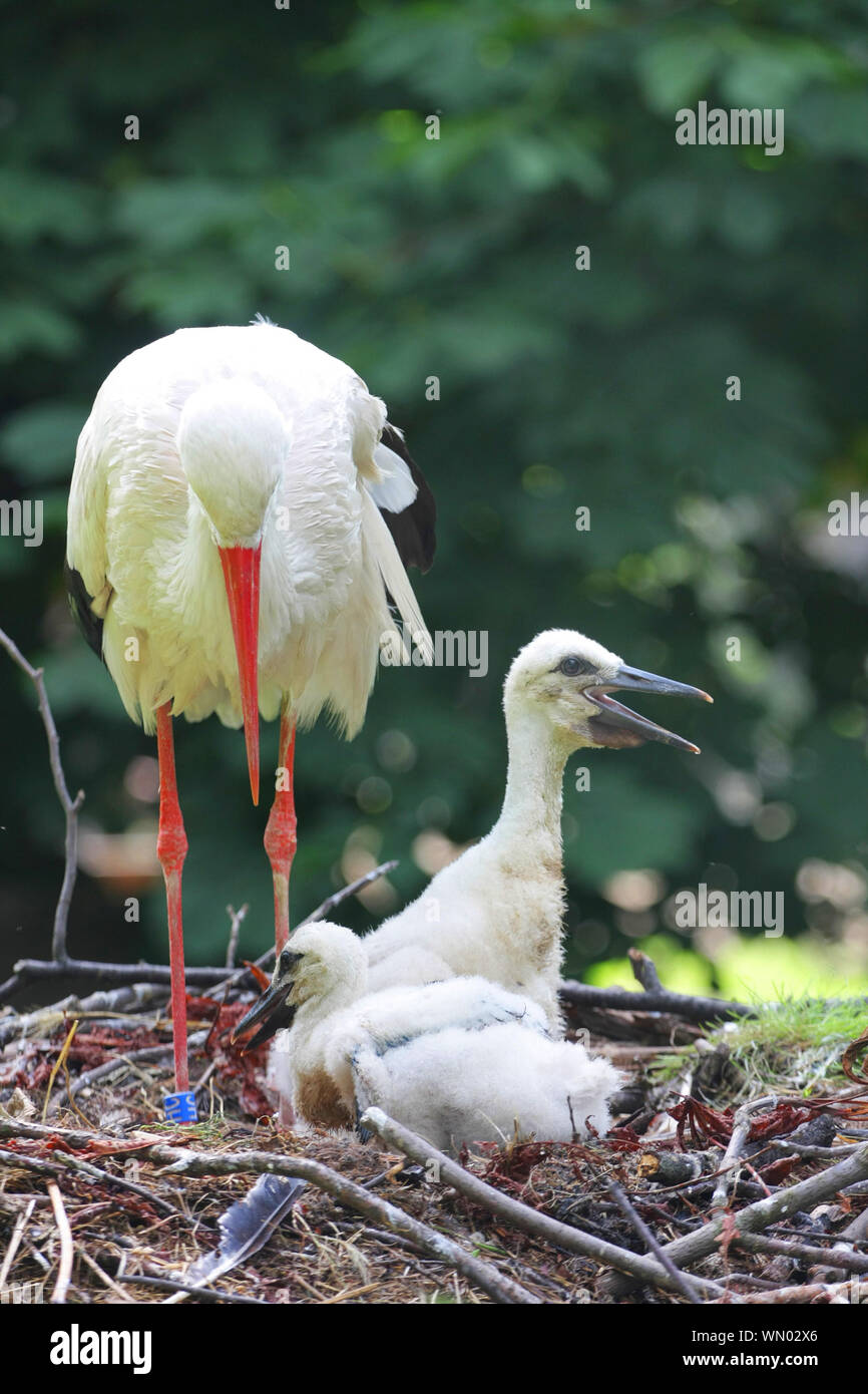 Three white stork chicks in nest hi-res stock photography and images ...