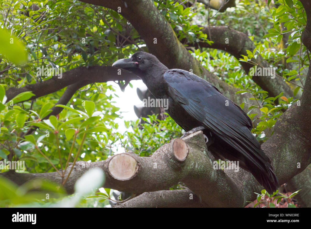 Raven tree hi-res stock photography and images - Alamy