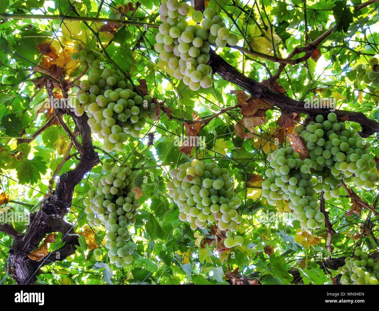 Fruits of the vine hi-res stock photography and images - Alamy