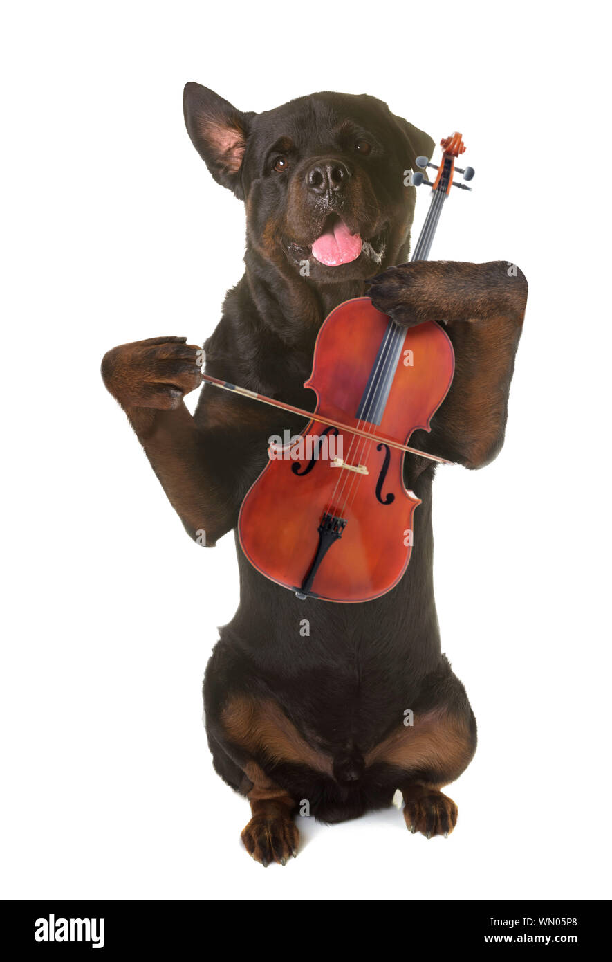 Do Dogs Like Violin Music