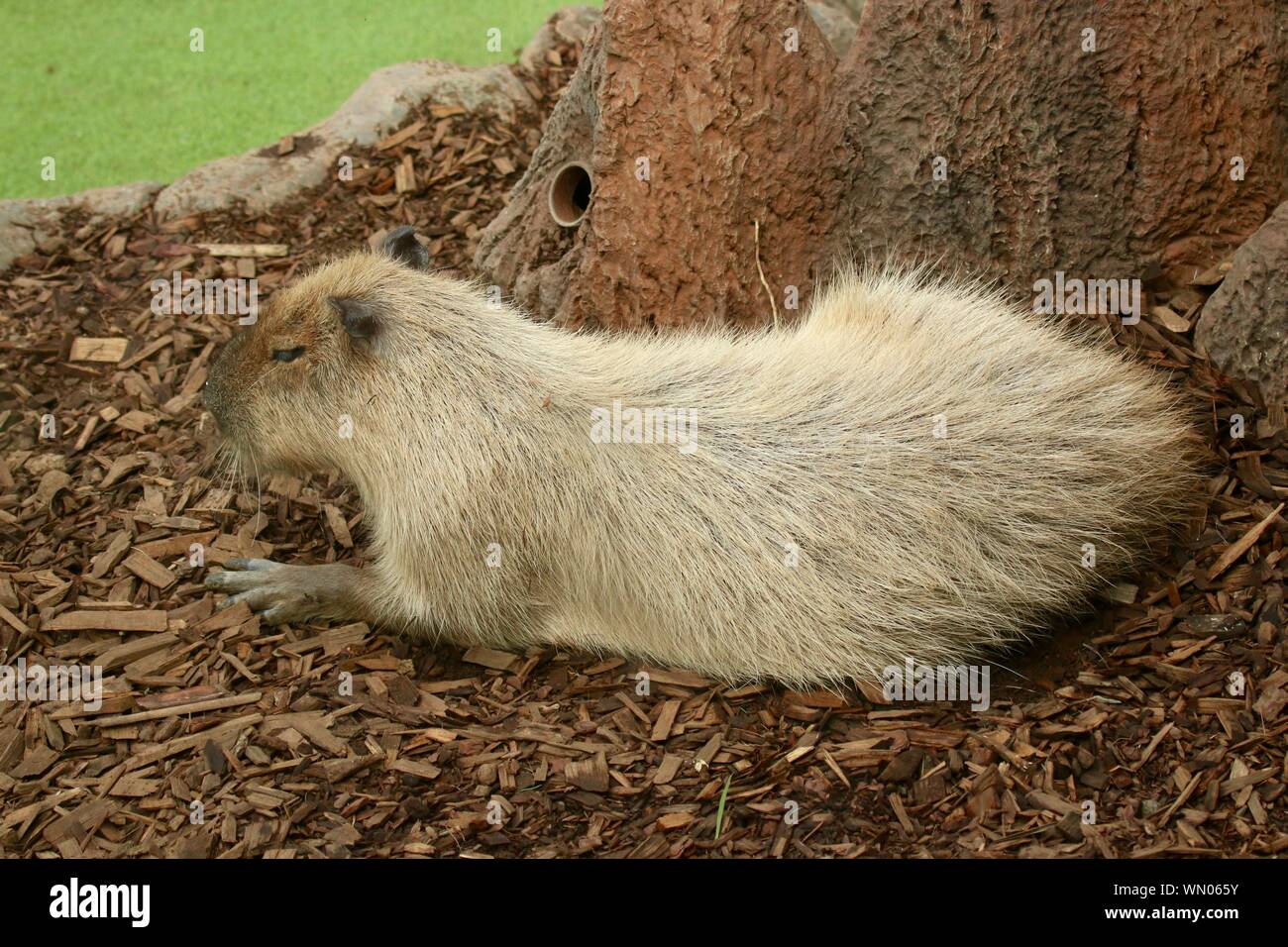 Capybara sitting hi-res stock photography and images - Alamy