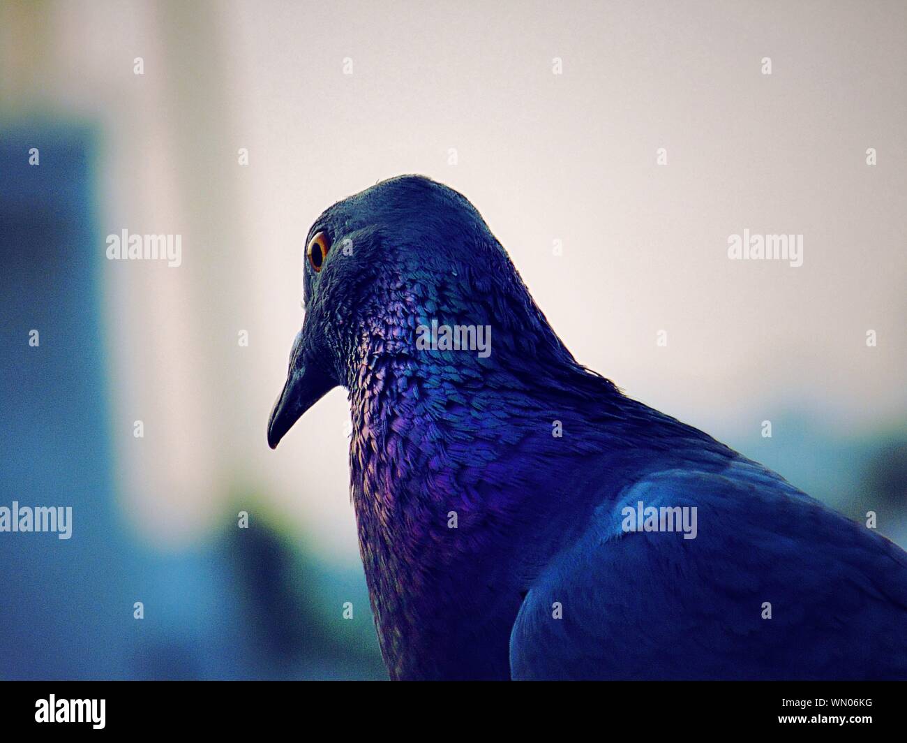 Pidgeon hi-res stock photography and images - Alamy