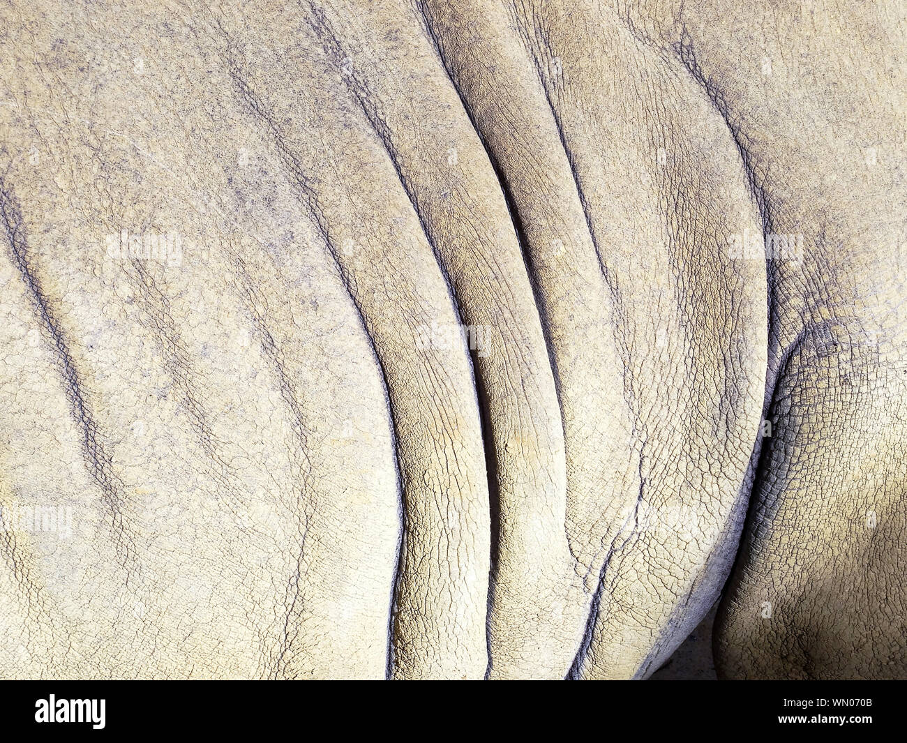 Rhinoceros pattern hi-res stock photography and images - Alamy