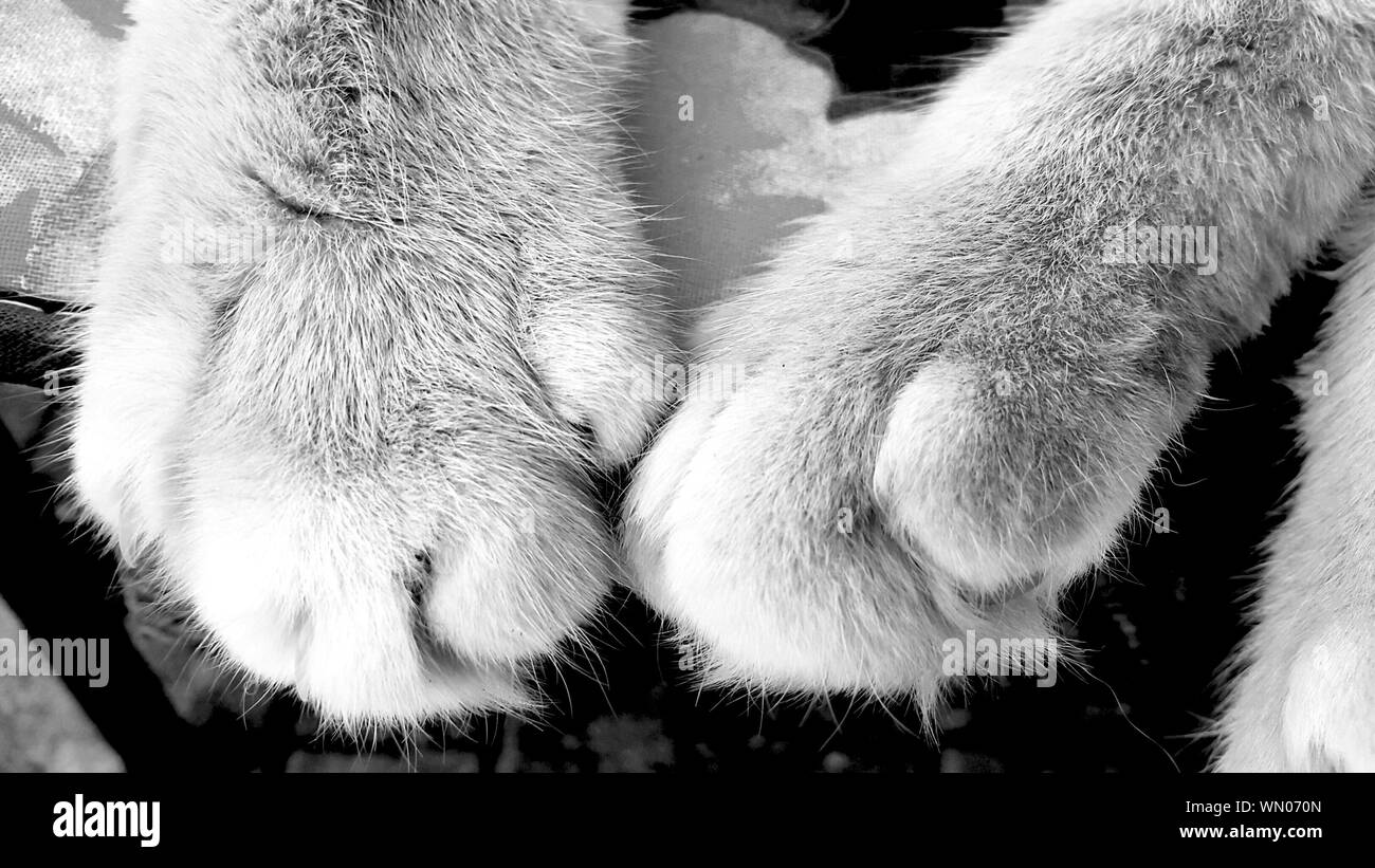 Cat paws hi-res stock photography and images - Alamy