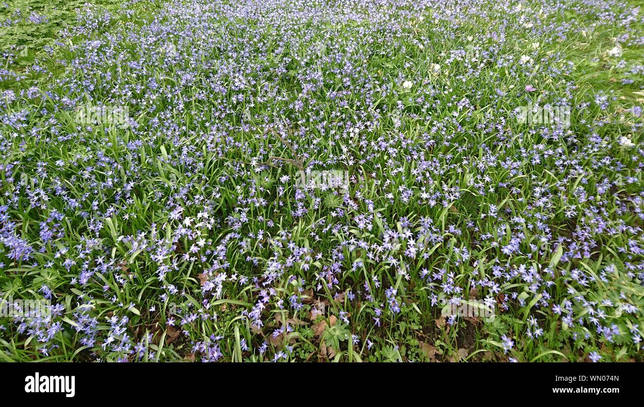 Wide angle plants hi-res stock photography and images - Alamy