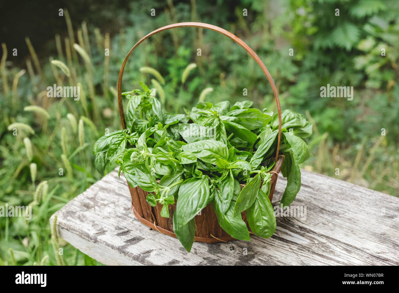 Fresh basil herb in basket in garden Stock Photo - Alamy