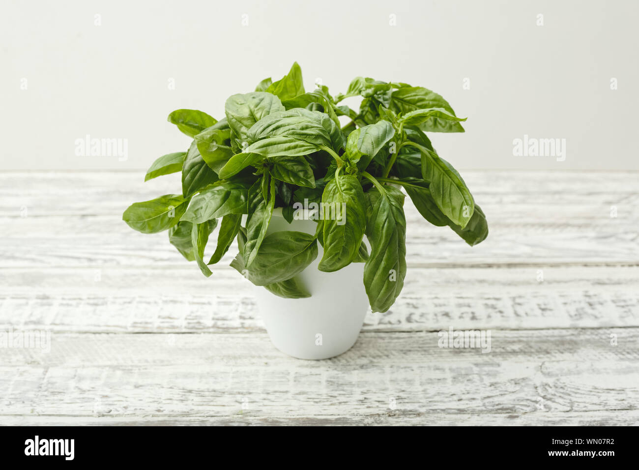 Fresh basil herb in flower pot on the white table on white background ...