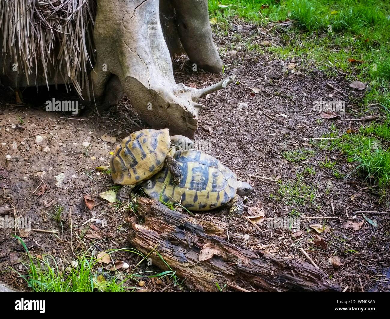 Turtles Mating High Resolution Stock Photography and Images - Alamy