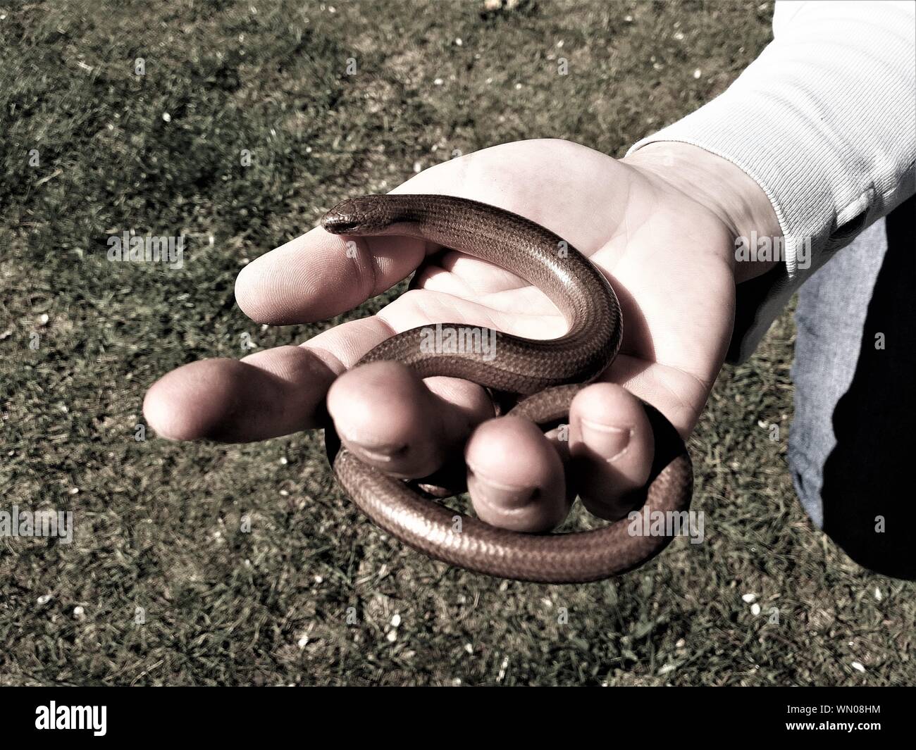 Hand holding snake hi-res stock photography and images - Alamy
