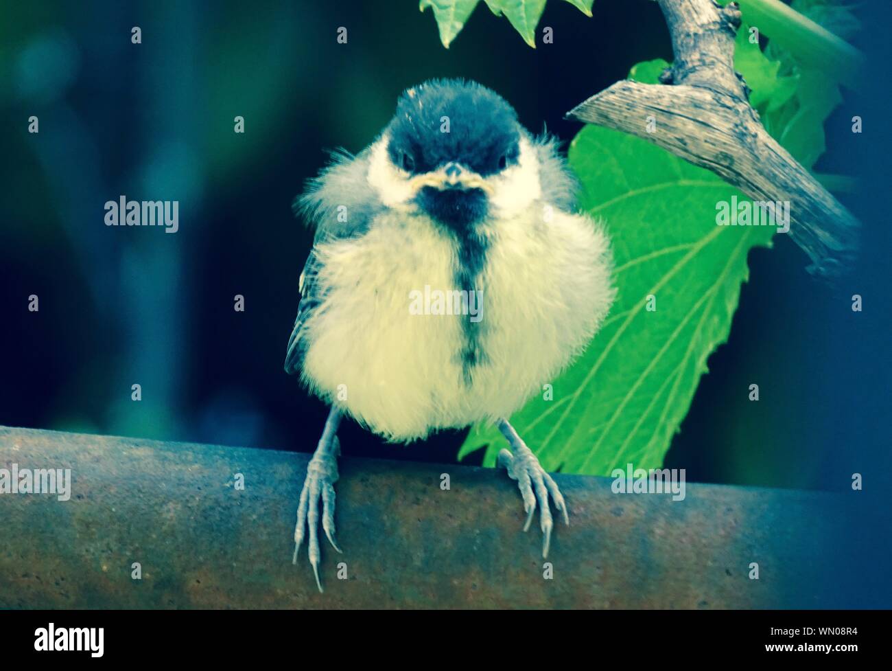 Chickadee Up Close High Resolution Stock Photography and Images - Alamy