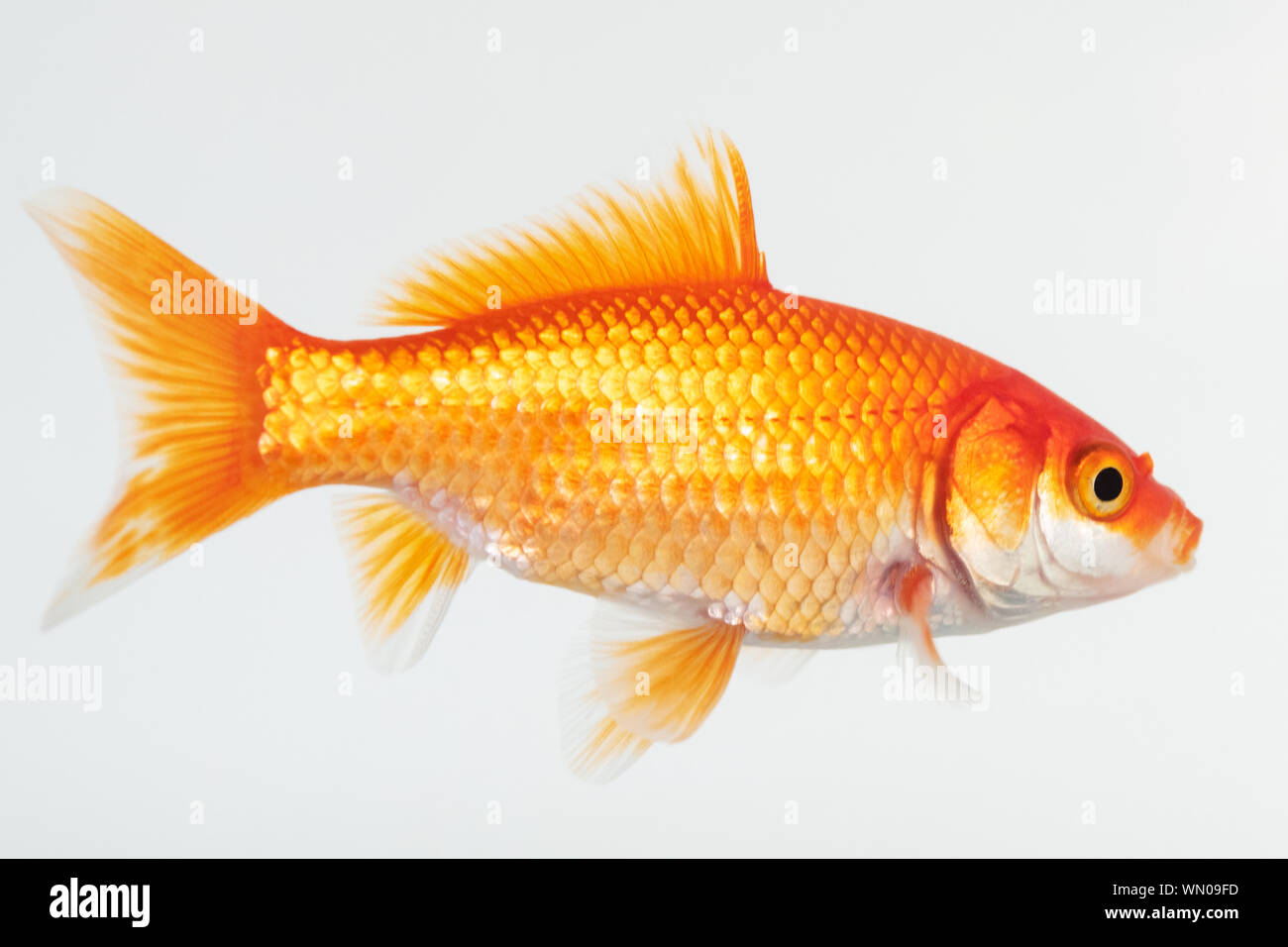 Side view of goldfish Stock Photo - Alamy