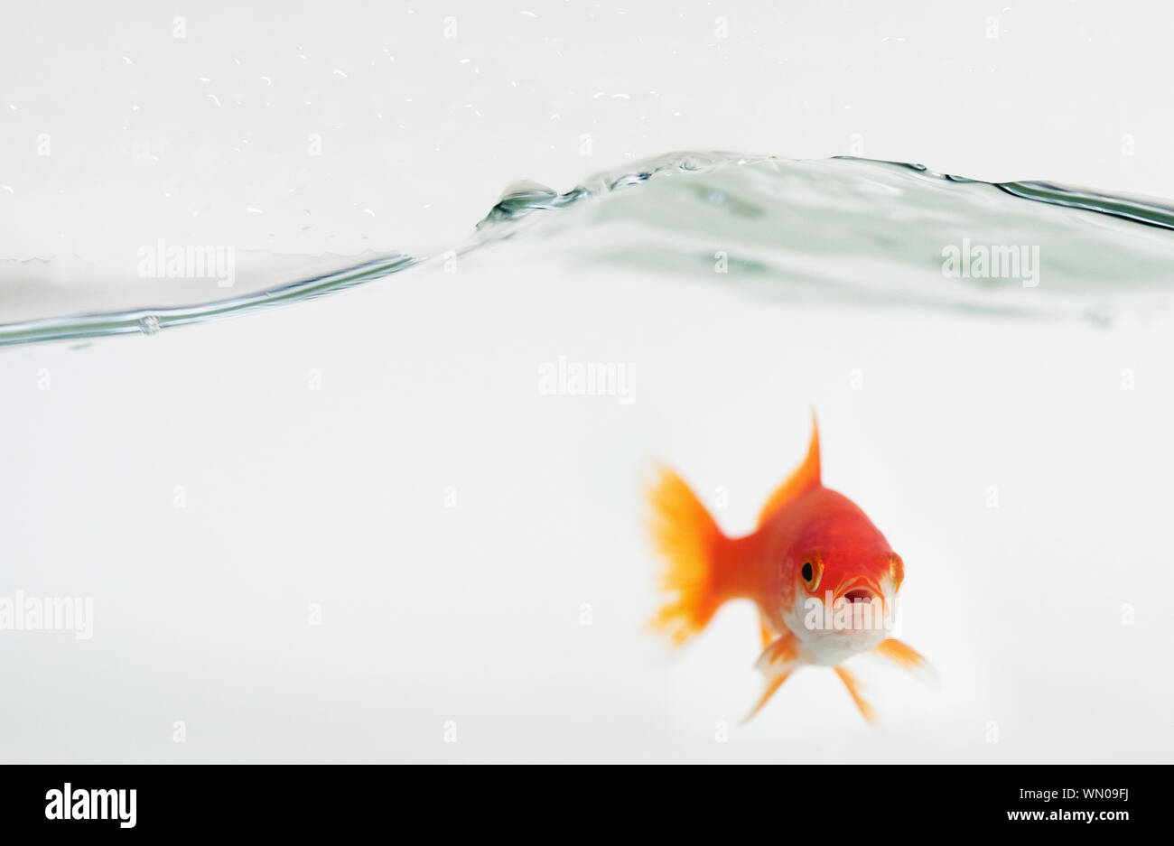 Goldfish under waves Stock Photo - Alamy