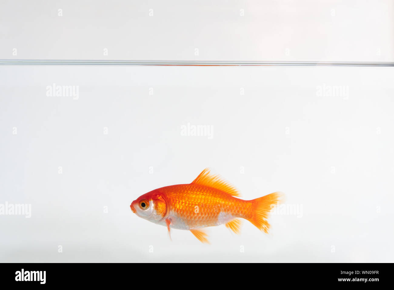 Goldfish in water Stock Photo - Alamy