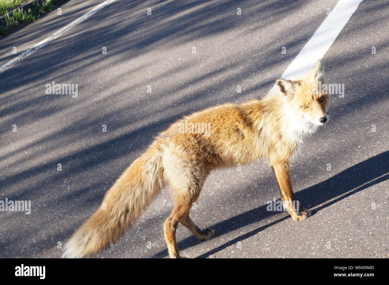 Fox street hi-res stock photography and images - Alamy