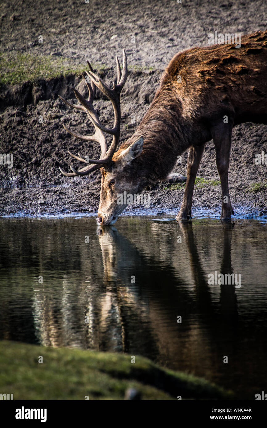 Deer drinking water hi-res stock photography and images - Alamy