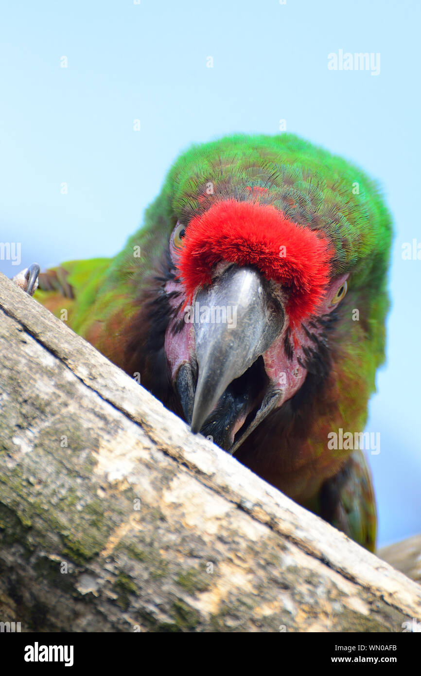 Biting Wood High Resolution Stock Photography and Images - Alamy