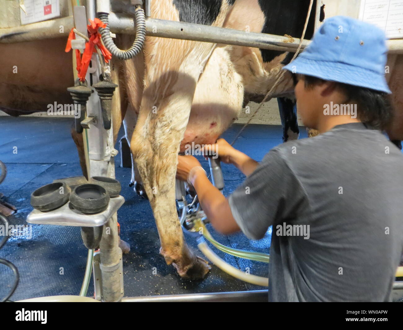 Cattle worker hi-res stock photography and images - Alamy