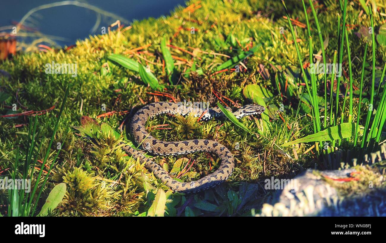 Viper grass hi-res stock photography and images - Alamy