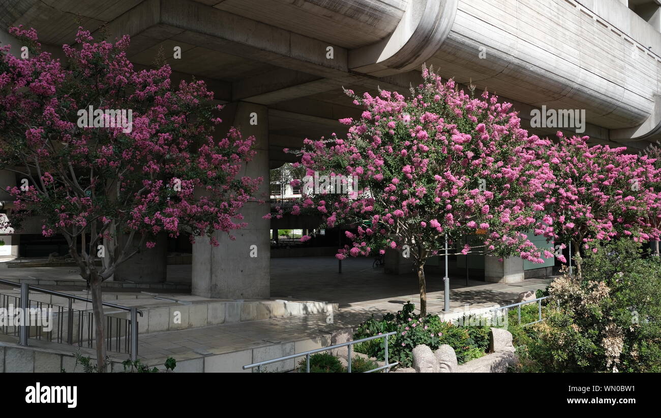 Lagerstroemia pink hi-res stock photography and images - Alamy