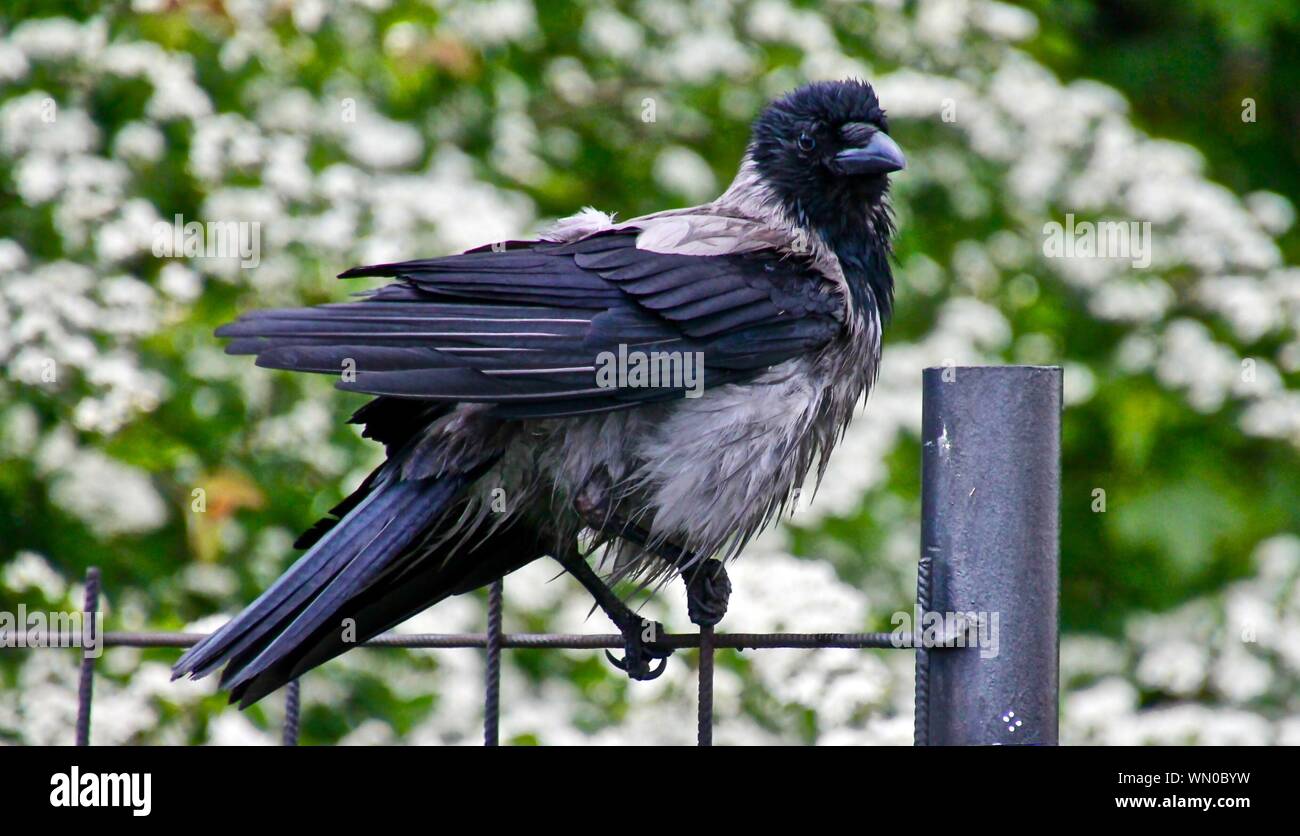 Raven On Fence High Resolution Stock Photography and Images - Alamy