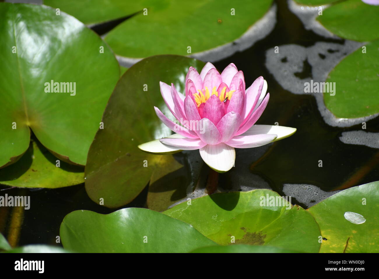 Water lilly garden hi-res stock photography and images - Alamy