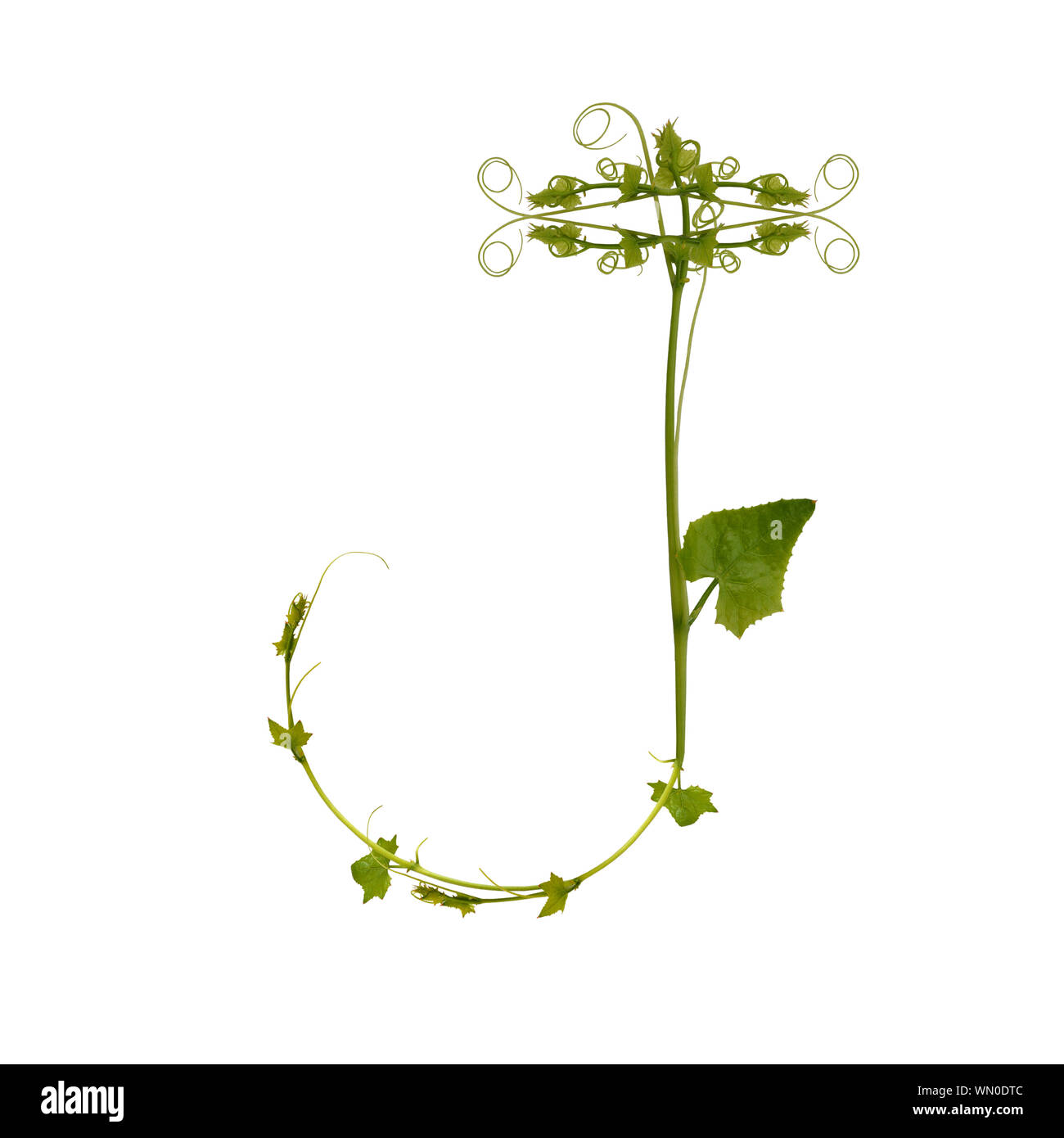 Letter j plant hi-res stock photography and images - Alamy